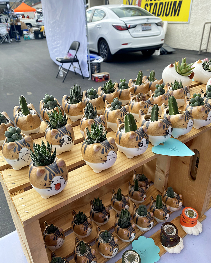 Not your average garden-variety find! These adorable cat-shaped planters prove even succulents deserve a touch of whimsy.