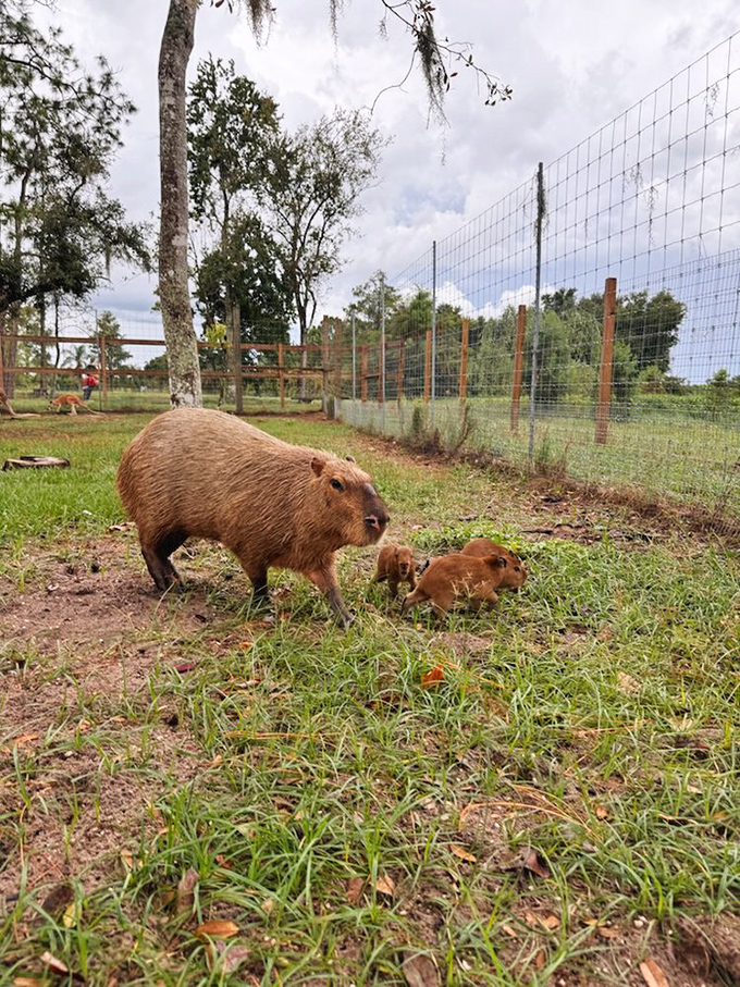 These capybaras are living their best Florida life, probably wondering why you're not as relaxed.