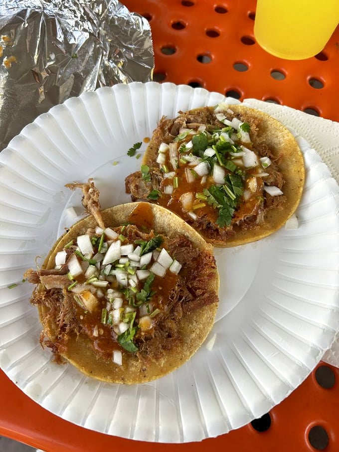 Carnitas tacos in their natural habitat: a paper plate runway where slow-cooked pork struts its stuff with cilantro and onion accessories.