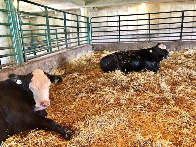 These lounging bovines have mastered the art of relaxation better than most humans with meditation apps. Cow zen at its finest!