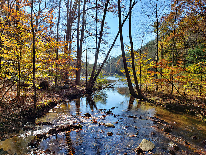 Golden hour magic in Pennsylvania's forests. This sun-dappled creek looks like it was designed specifically for Instagram, but predates it by millennia.