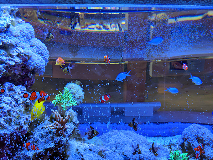 The aquarium section brings vibrant marine life into focus, proving there's much more to the ocean's story than empty shells.