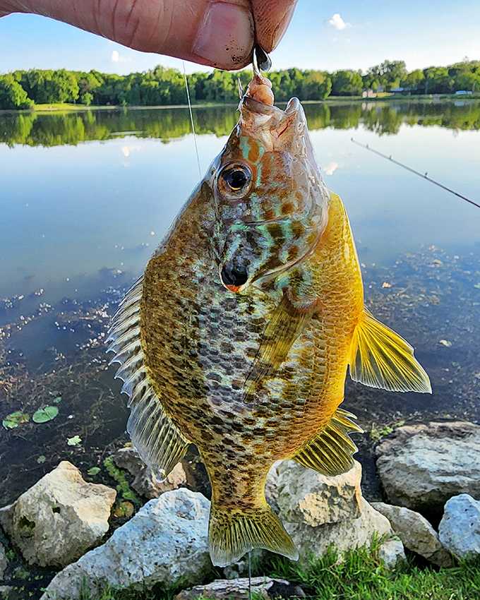 The fishing here is so good, even the bluegill pose for pictures before swimming away.