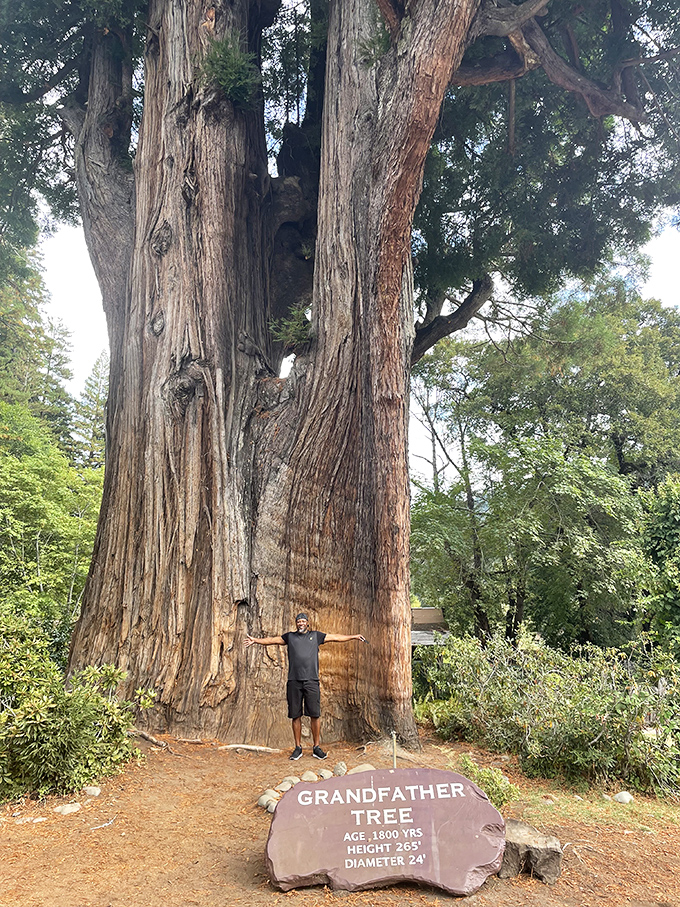 The Grandfather Tree stands as a living time capsule&mdash;1,800 years of California history wrapped in bark that makes your problems seem delightfully temporary.
