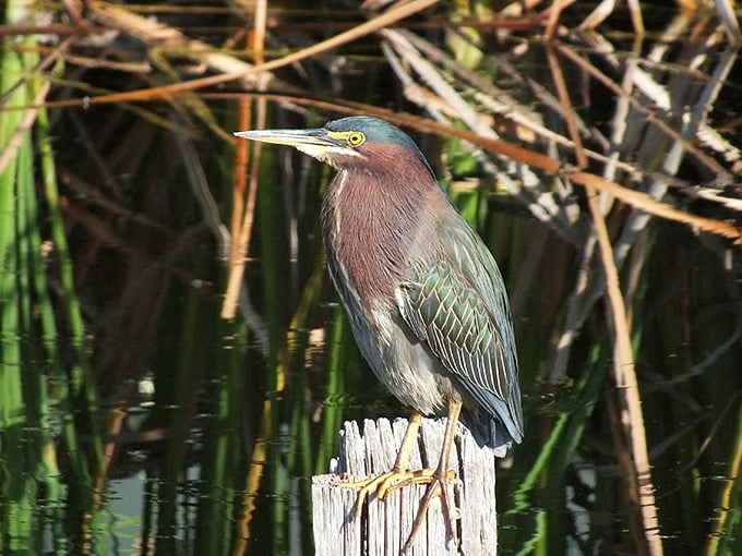 The green heron&mdash;nature's patient fisherman. While we humans check our watches, this guy's been perfecting the art of stillness since dinosaurs roamed. 