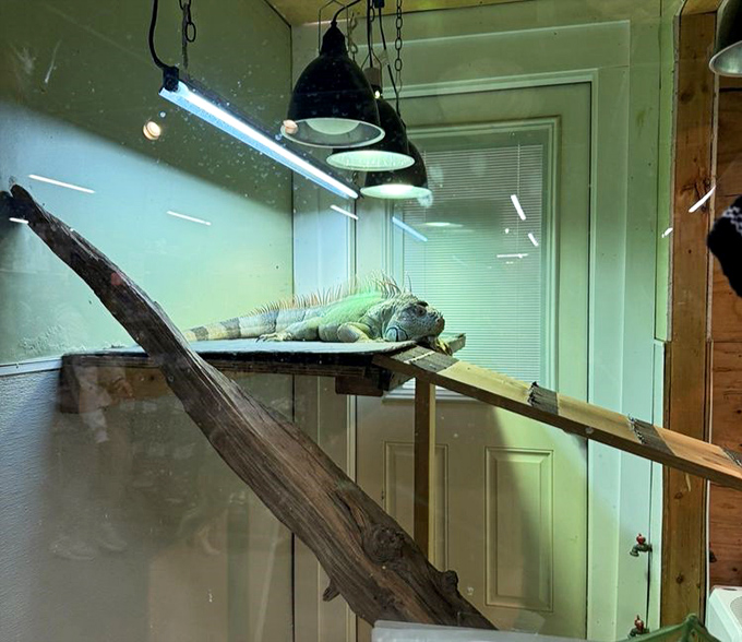 This lounging iguana has the best job in Pennsylvania&mdash;basking under heat lamps while shoppers marvel at his prehistoric coolness.