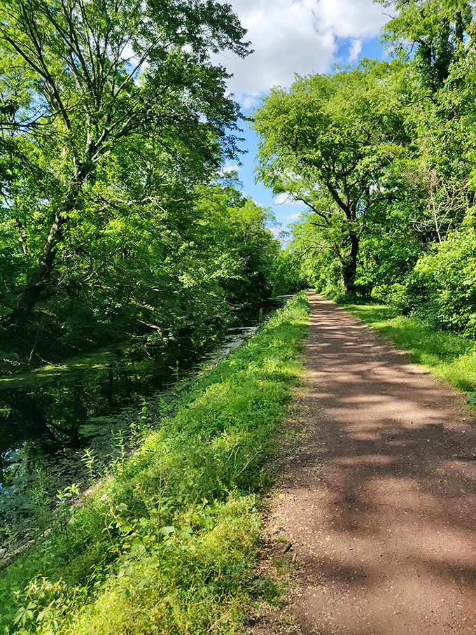 Nature's corridor offers the perfect escape route from modern chaos. Walking here counts as both exercise and therapy.