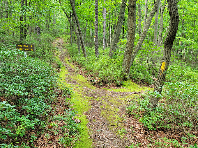 Moss-kissed pathways invite exploration through Cowans Gap's verdant forests. One mile to Tuscarora Trail&mdash;the journey itself is the destination.