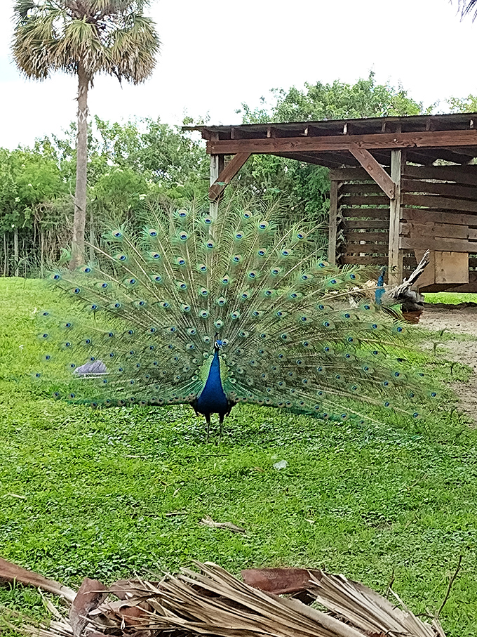 Nature's showoff in full display. The peacock's iridescent plumage transforms this humble corner of the park into a living canvas of blues and greens.