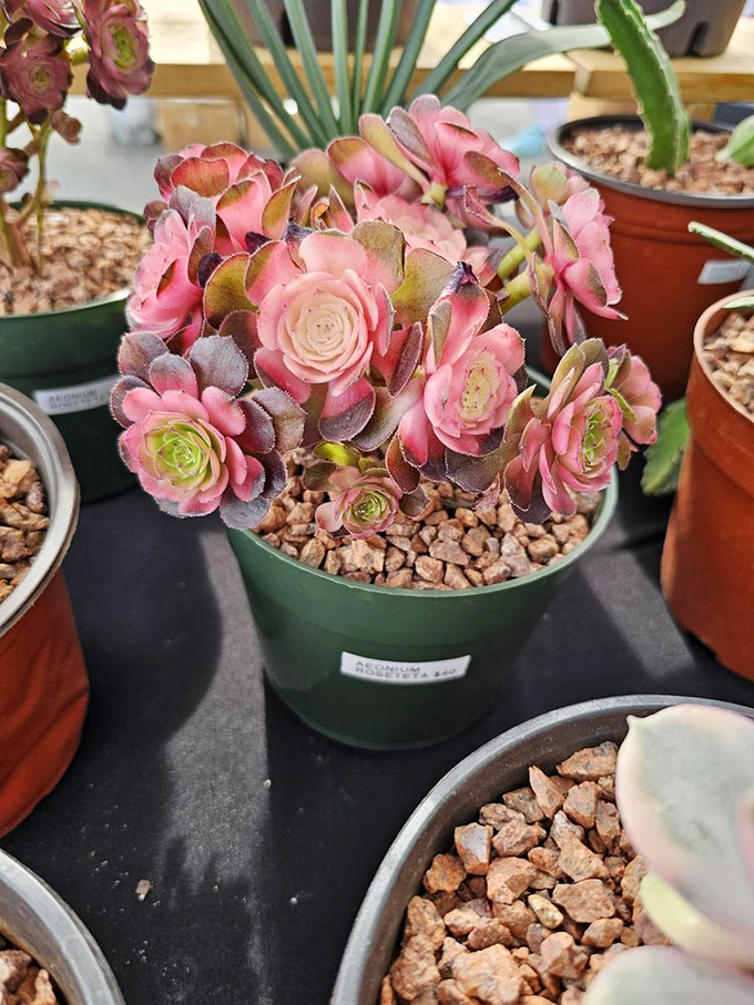 These succulent beauties don't care that you've killed every houseplant you've ever owned; they're ready to give your windowsill another chance.