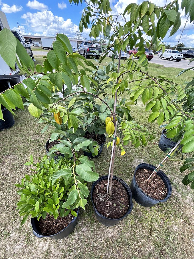 Young fruit trees wait patiently for new homes, promising future harvests that'll make your neighbors suddenly very friendly.
