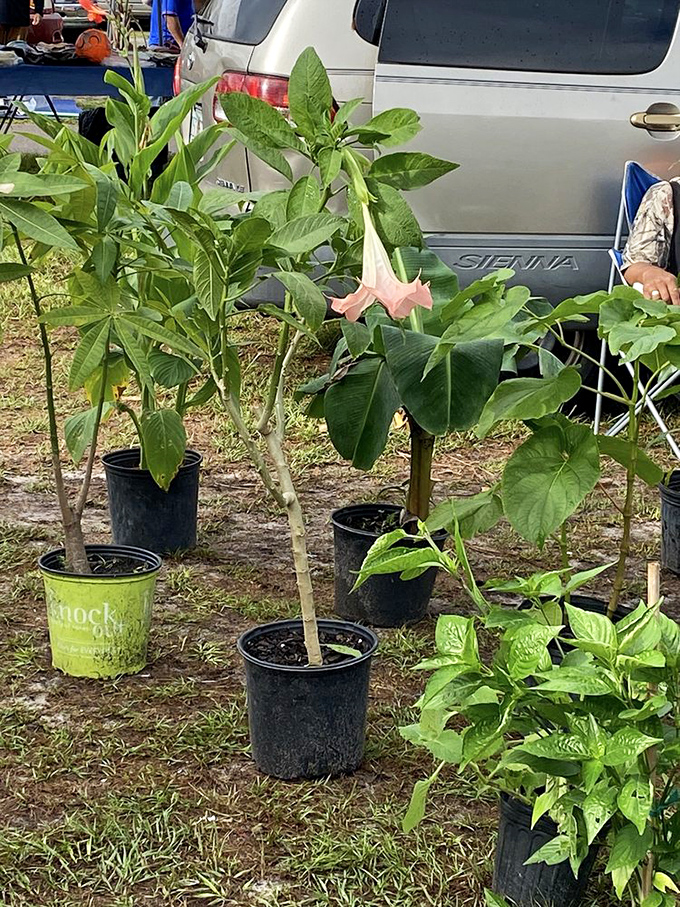 Green thumbs rejoice! These potted treasures&mdash;including what appears to be angel trumpet plants&mdash;offer instant garden gratification without the backbreaking digging.