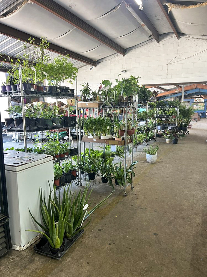 A jungle of potted possibilities! From tiny succulents to statement-making floor plants, this green oasis has everything for aspiring plant parents.