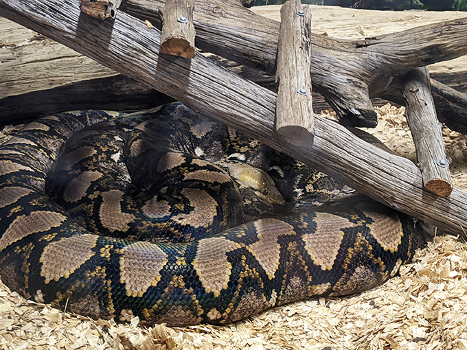 Coiled and comfortable, this impressive python demonstrates why Florida's reptile residents deserve as much attention as its mythical ones. No Skunk Ape perfume here!