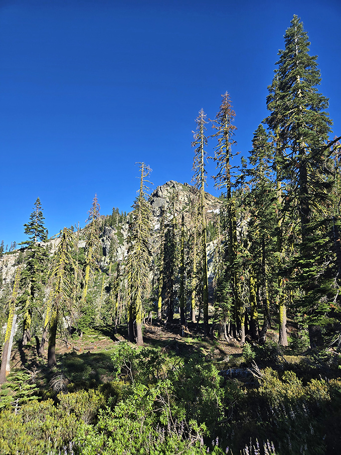 Trees that have been social distancing since before it was trendy. These giants have witnessed centuries of California history without saying a word.