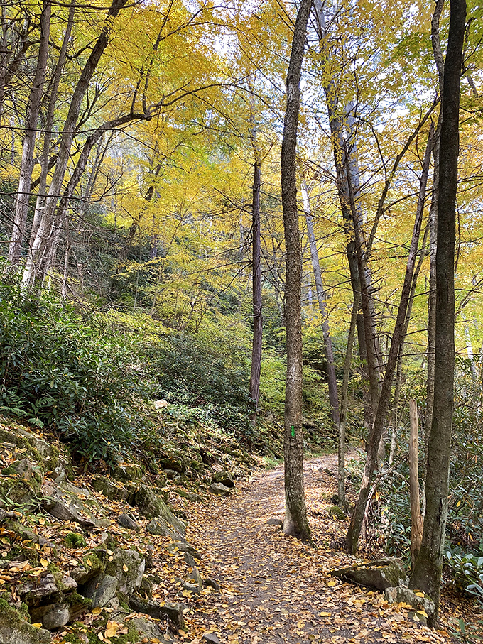 Fall transforms Trough Creek's trails into golden pathways. Like walking through nature's art gallery where every step crunches with satisfying autumn percussion.