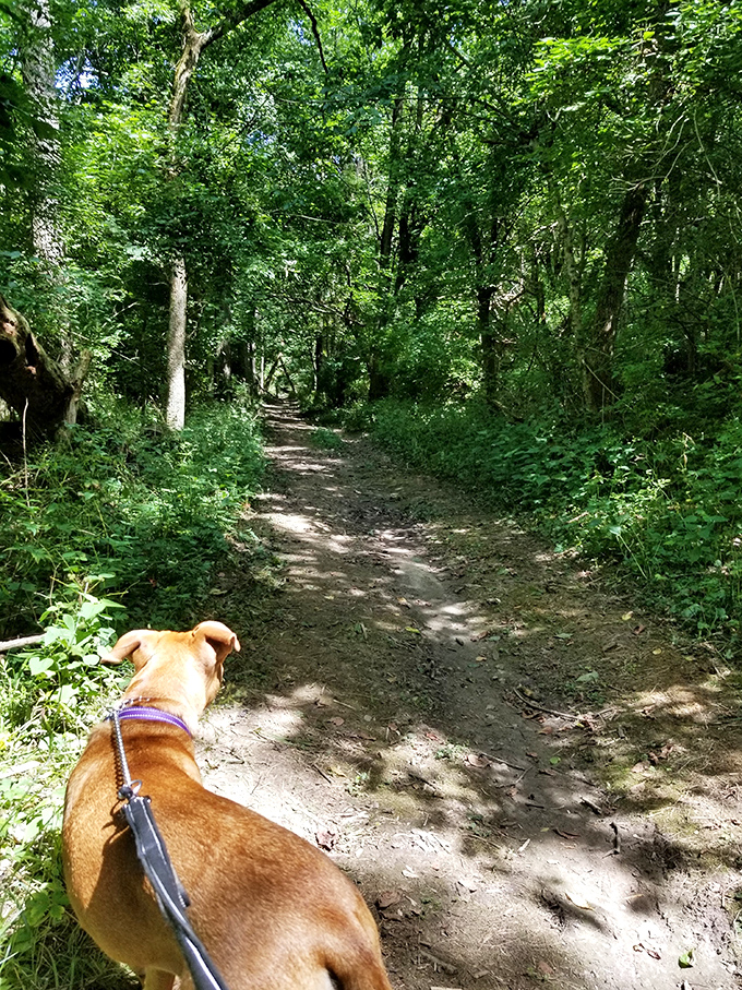 Trail adventures await with your four-legged hiking buddy. Those dappled sunbeams through the trees are Mother Nature's own light show.