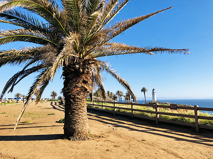Palm trees and picket fences frame the distant lighthouse, creating that quintessential SoCal vibe that makes East Coasters question their life choices.