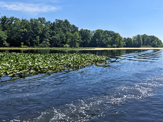 Water lilies create nature's patchwork quilt across the lake's surface &ndash; half aquatic garden, half hiding spot for fish playing their underwater version of hide-and-seek.