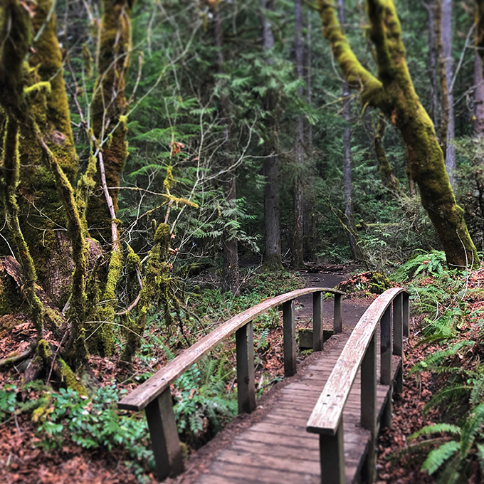Moss-draped bridges like this one aren't just pathways&mdash;they're portals to fairy tales. Half expect woodland creatures to offer directions.