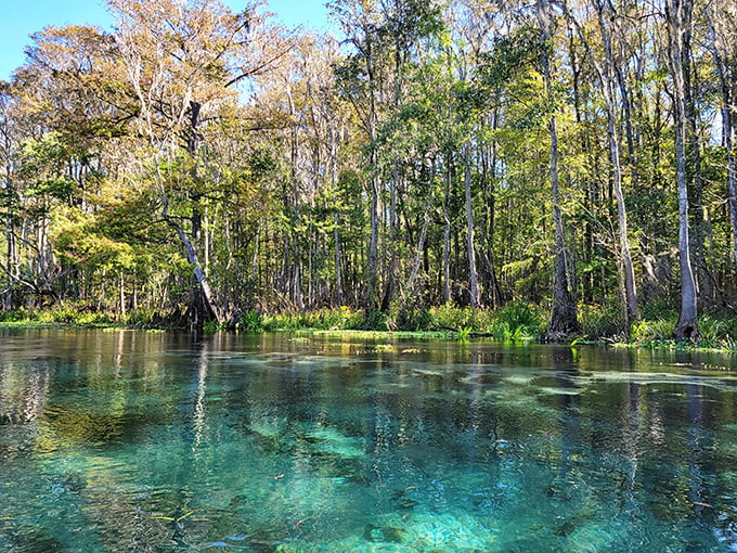 Ichetucknee's pristine waters flow like liquid glass through a corridor of ancient cypress sentinels. Nature's lazy river!