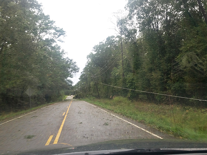 Driving under towering trees proves that sometimes the best luxury is simply being surrounded by nature.