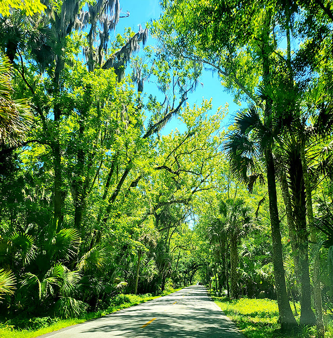 Oak trees draped in Spanish moss create nature's chandeliers along the Ormond Scenic Loop & Trail.