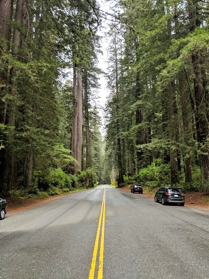 Redwood Highway: nature's skyscraper district where trees have been standing tall since before Columbus got lost.