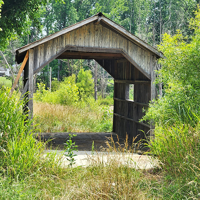 This unassuming wooden passage seems to emerge from the greenery itself. Mother Nature's collaboration with human craftsmanship.