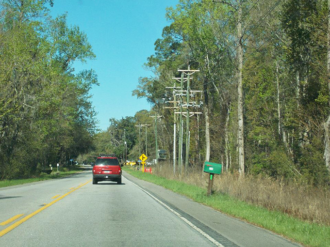 Even the most modest roads can lead to extraordinary moments when framed by South Carolina's beauty.