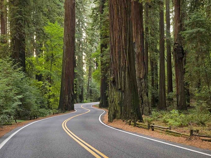 Driving through these ancient giants feels like being in a cathedral where the stained glass has been replaced by dappled sunlight.
