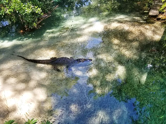 Florida's unofficial welcoming committee member takes a leisurely swim in crystal-clear spring water.