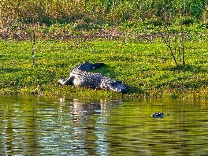 Sunbathing alligator demonstrates proper Florida relaxation technique. Note the complete absence of smartphone checking or schedule worrying. 