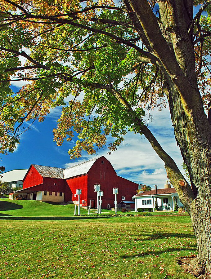 That red barn isn't just photogenic—it's practically begging to be on a jigsaw puzzle. Nature's perfect frame for Amish Country's working masterpiece.
