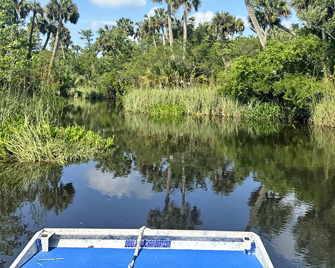Gliding through the Apalachicola River's reflective waters feels like time travel, with lush vegetation creating nature's perfect gallery on both banks.