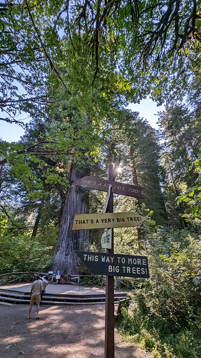 When even the signposts have a sense of humor. The forest's navigation system predates GPS by several million years.