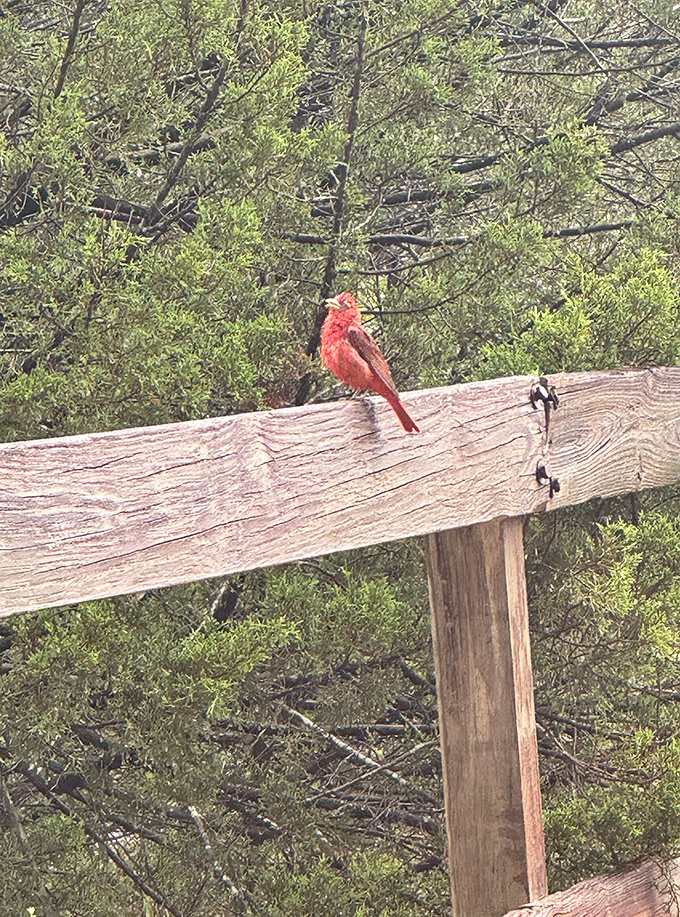 Even the local cardinals seem to pose perfectly against the rustic wooden railings here.