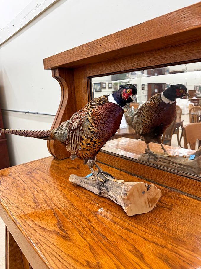 Even taxidermy finds new life here! This pheasant has more personality than most reality TV stars and probably better stories to tell.