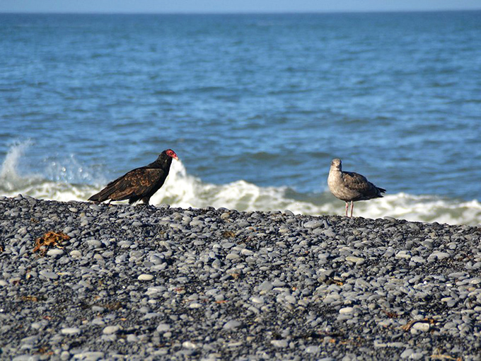 Even the local wildlife appreciates the dramatic backdrop&mdash;these shorebirds clearly know where to find the best beachfront real estate.