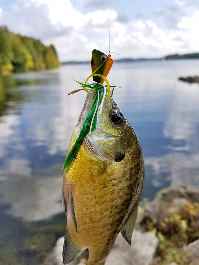 This bluegill seems just as surprised to be out of water as you'd be to find five-star dining in the middle of nowhere.
