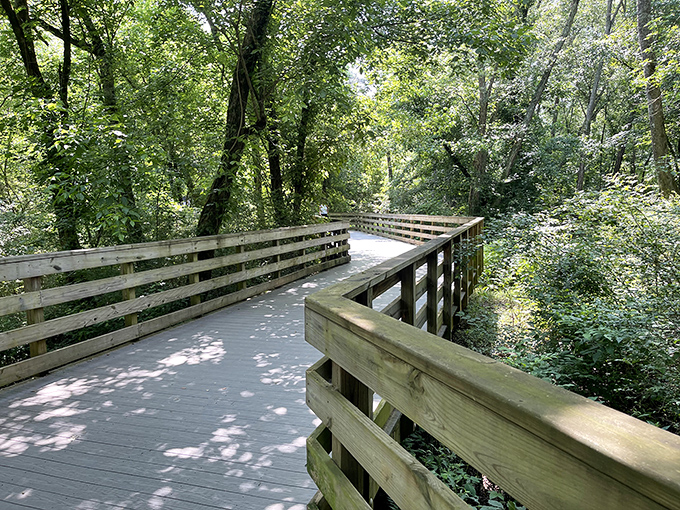 Dappled sunlight plays hide-and-seek through the canopy, creating a natural light show that no Broadway designer could replicate.