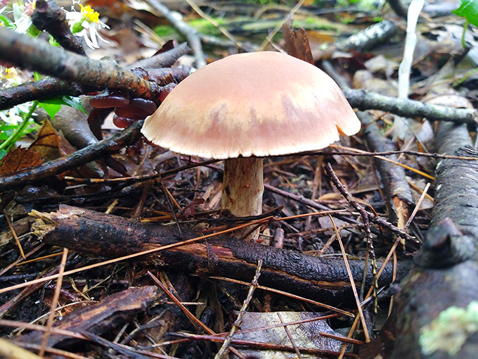 Nature's gourmet offering: woodland mushrooms remind us that the forest floor hosts its own version of a farmers' market.