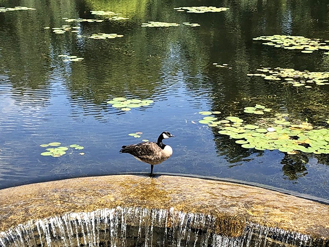 "This is my good side," thinks the Canada goose, perfectly positioned atop a waterfall like nature's own supermodel.