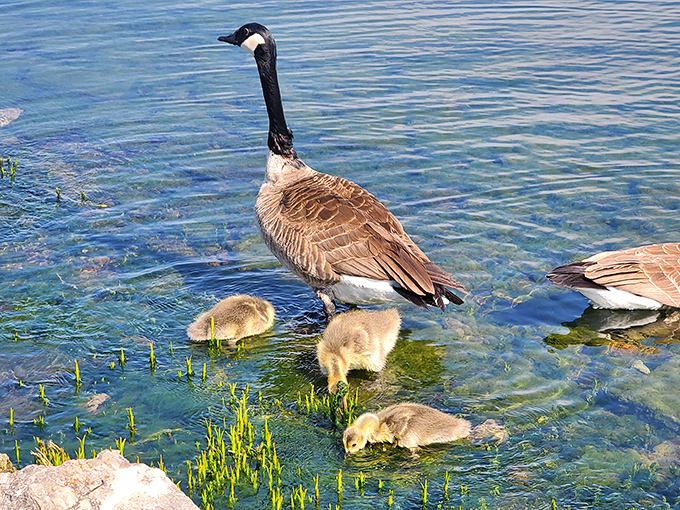 A Canada goose family outing that puts human helicopter parenting to shame &ndash; those goslings have better water safety supervision than most swim classes.