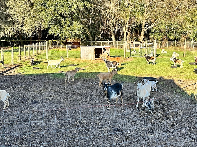 Country living at its finest, where goats roam freely in the sunshine. A pastoral scene that reminds us of simpler pleasures.