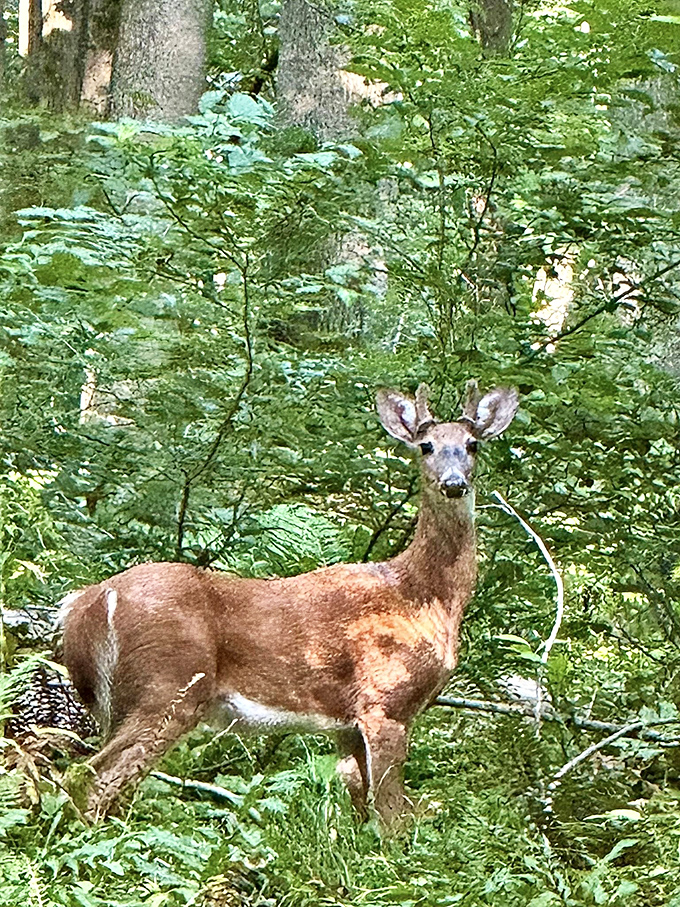 Excuse me, did I interrupt your forest photoshoot? Pennsylvania's deer have mastered the art of perfectly timed appearances when your camera is actually ready.