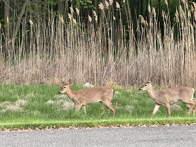 Nature's welcoming committee pauses mid-commute. These deer clearly didn't get the memo about staying hidden from humans.