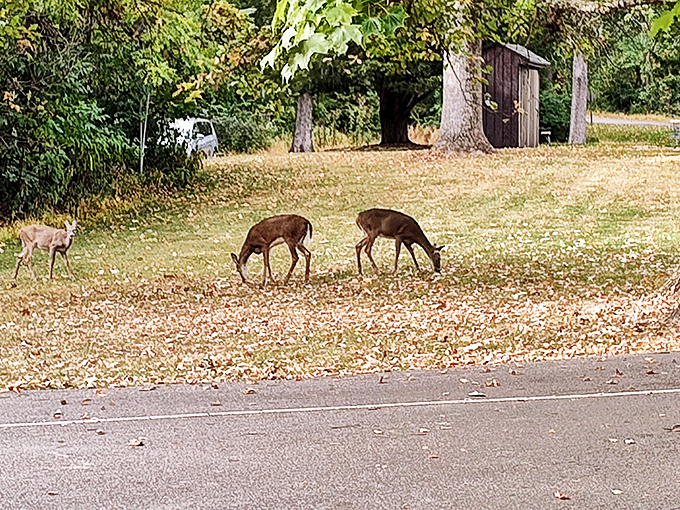 Local residents grazing near the park entrance. No reservation needed for these diners who always eat locally and organically.