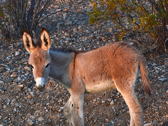 Desert locals have their own dress code: fuzzy ears and an expression that says, "Yes, I own this place. No, I don't take reservations."