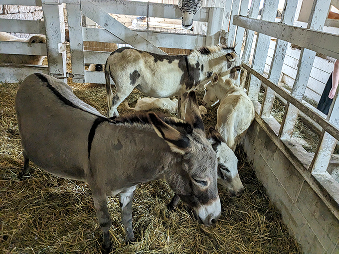 These donkeys have mastered the art of the unimpressed stare, silently judging our smartphone addictions while munching contentedly on hay.